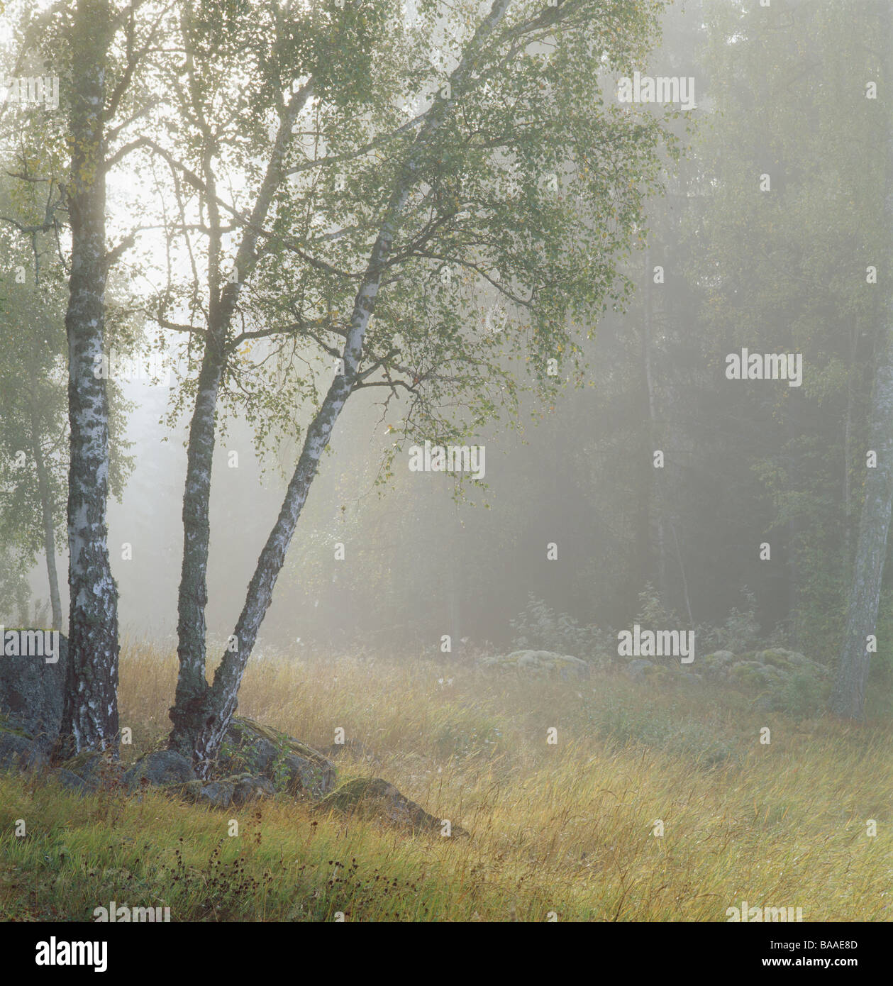 Trees in forest Stock Photo - Alamy