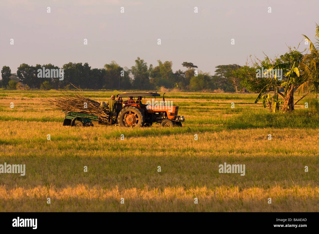 An old tractor in a rice farm in the Philippines Stock Photo - Alamy