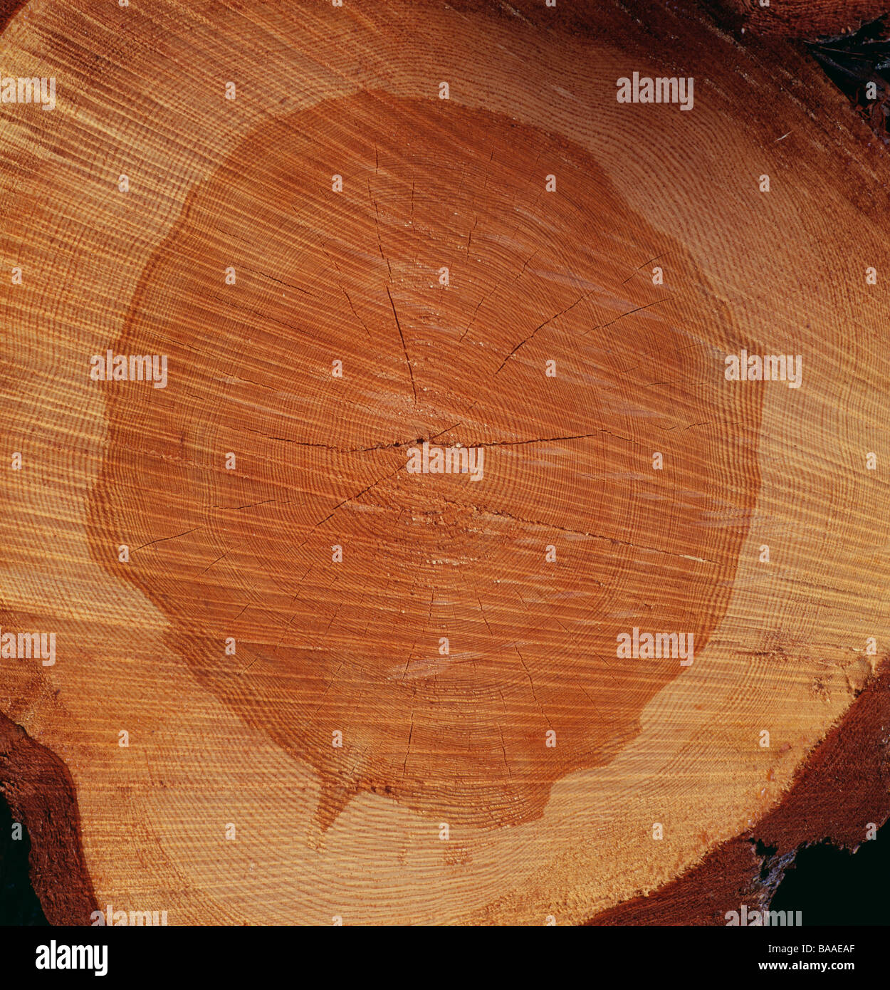 Chopped bushes hi-res stock photography and images - Alamy