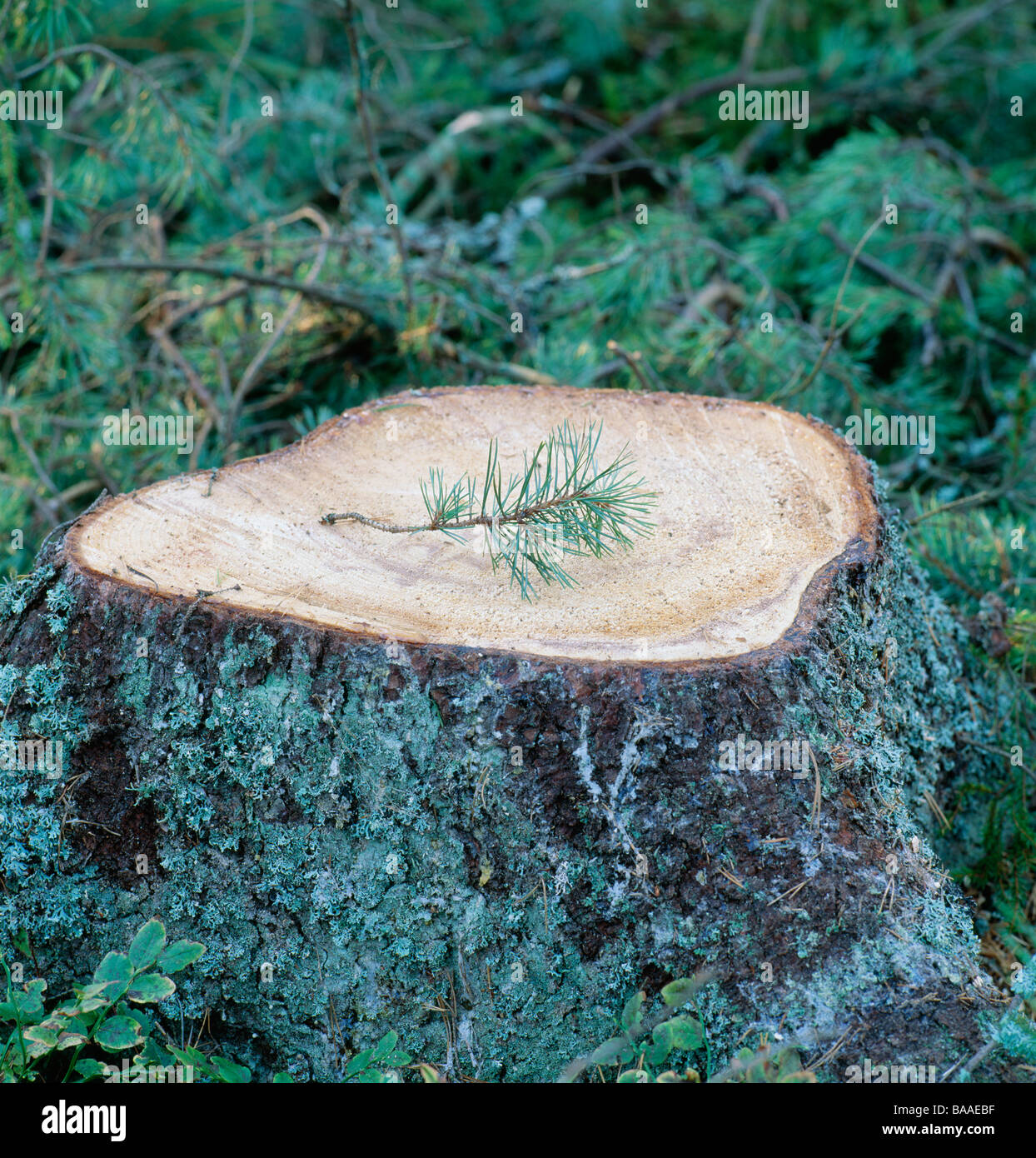 Chopped tree trunk close-up Stock Photo - Alamy
