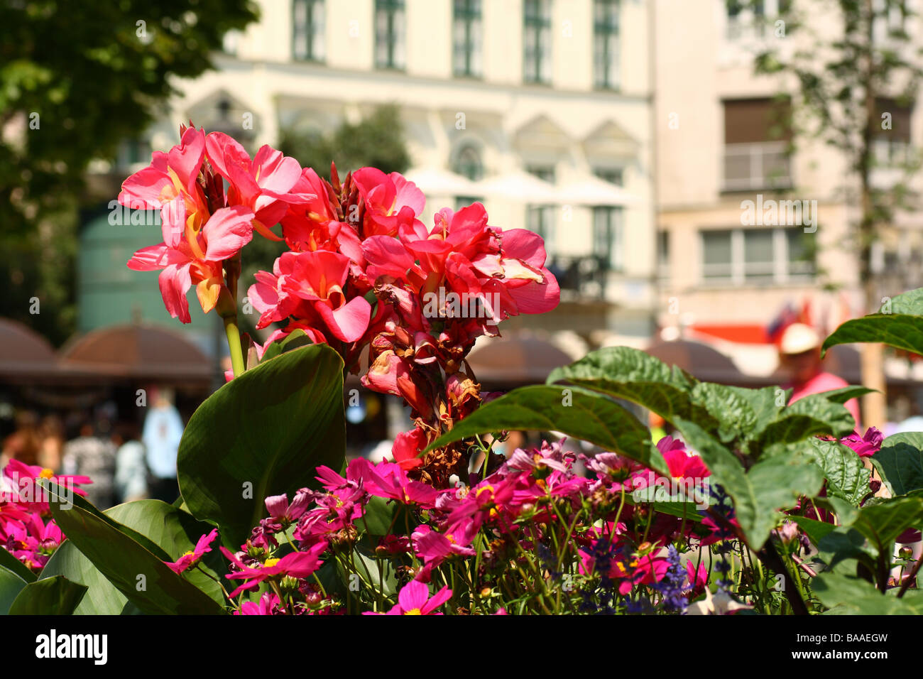 Flowers in Bratislava city Stock Photo - Alamy