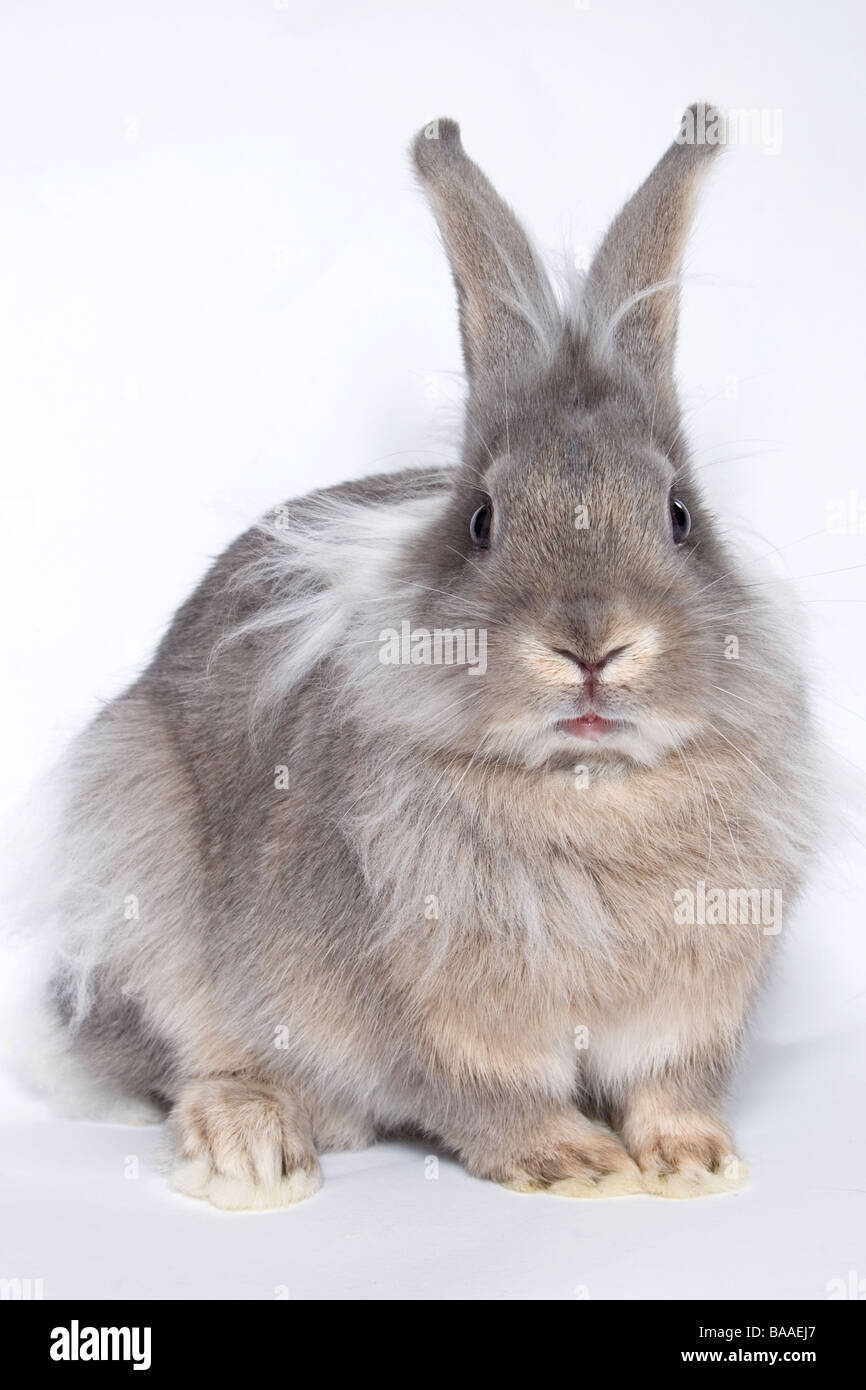 portrait young lionhead cross grey rabbit Stock Photo - Alamy