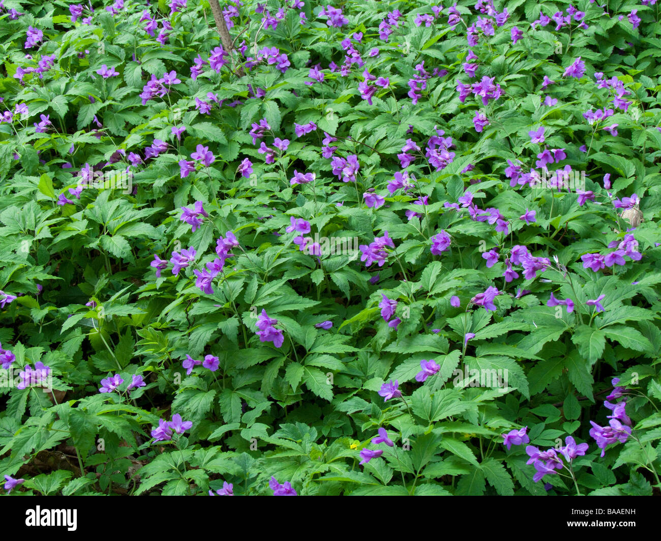 Dentaria hi-res stock photography and images - Alamy