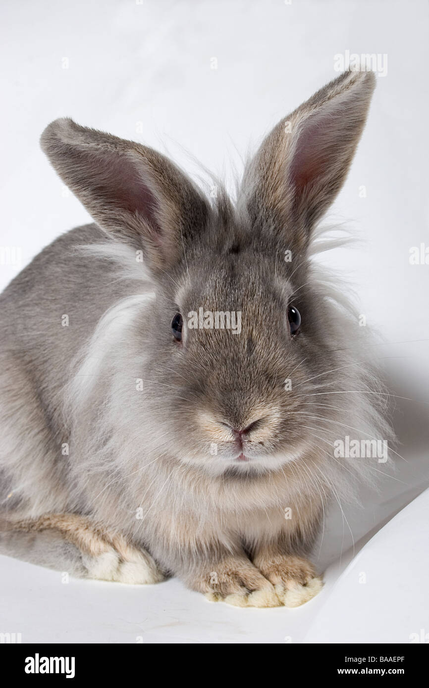 portrait young lionhead cross grey rabbit Stock Photo - Alamy