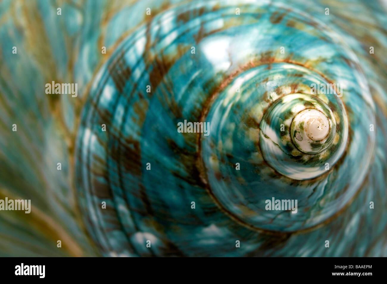 Blue sea shell on a white background Stock Photo - Alamy