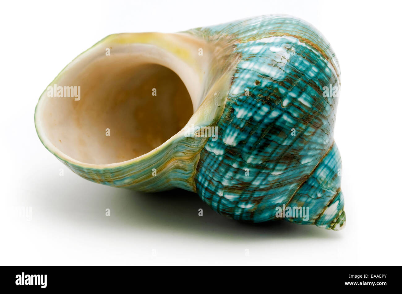 Sea shell hi-res stock photography and images - Alamy