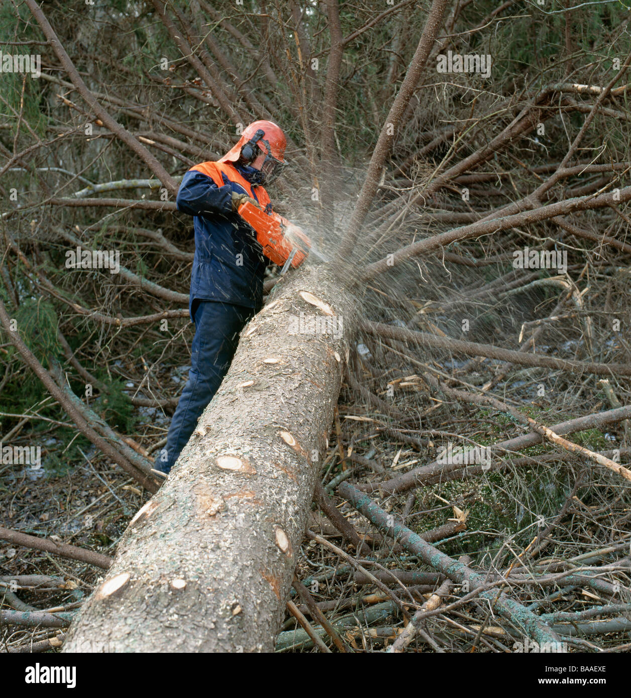 Mid adult man cutting tree with chainsaw Stock Photo - Alamy