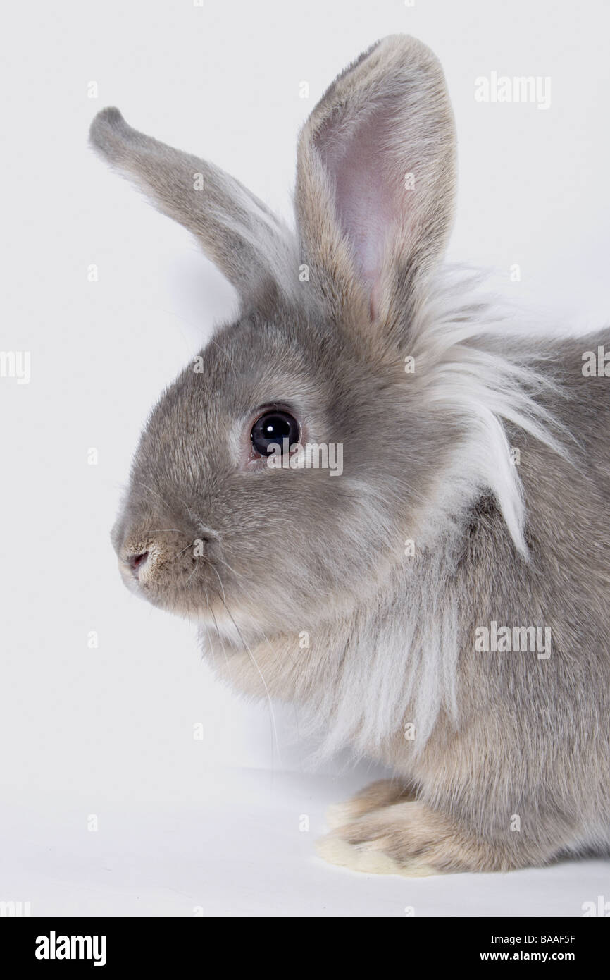 portrait young lionhead cross grey rabbit Stock Photo - Alamy