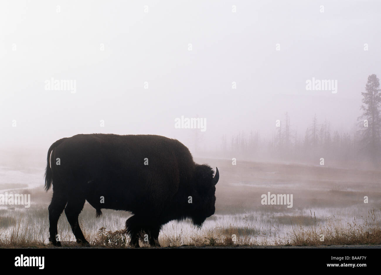 Yak on foggy grassland Stock Photo - Alamy