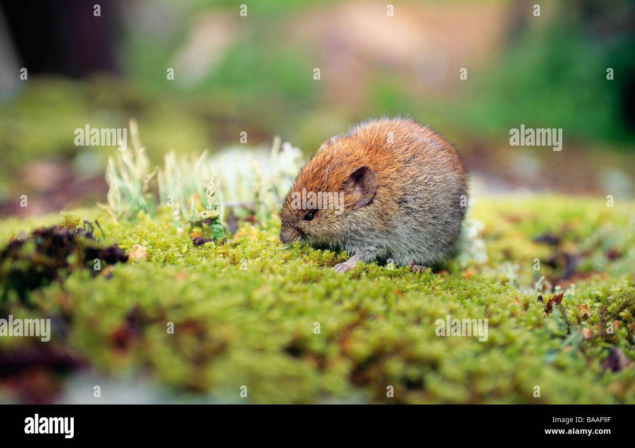 Mouse on grass close-up Stock Photo - Alamy