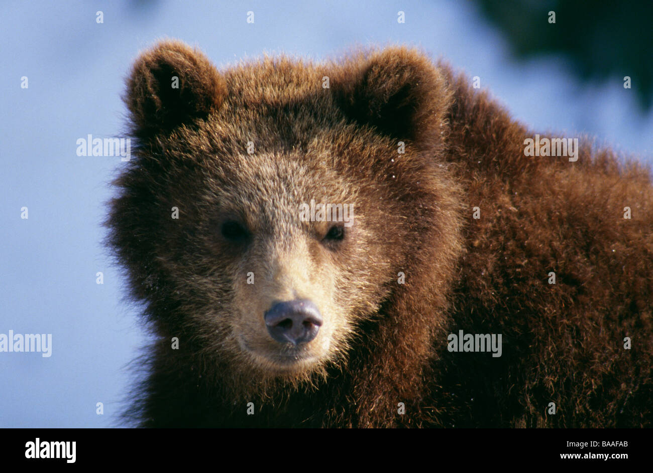 Skansen stockholm bear hi-res stock photography and images - Alamy
