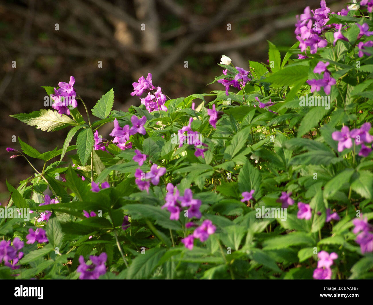 Dentaria glandulosa hi-res stock photography and images - Alamy