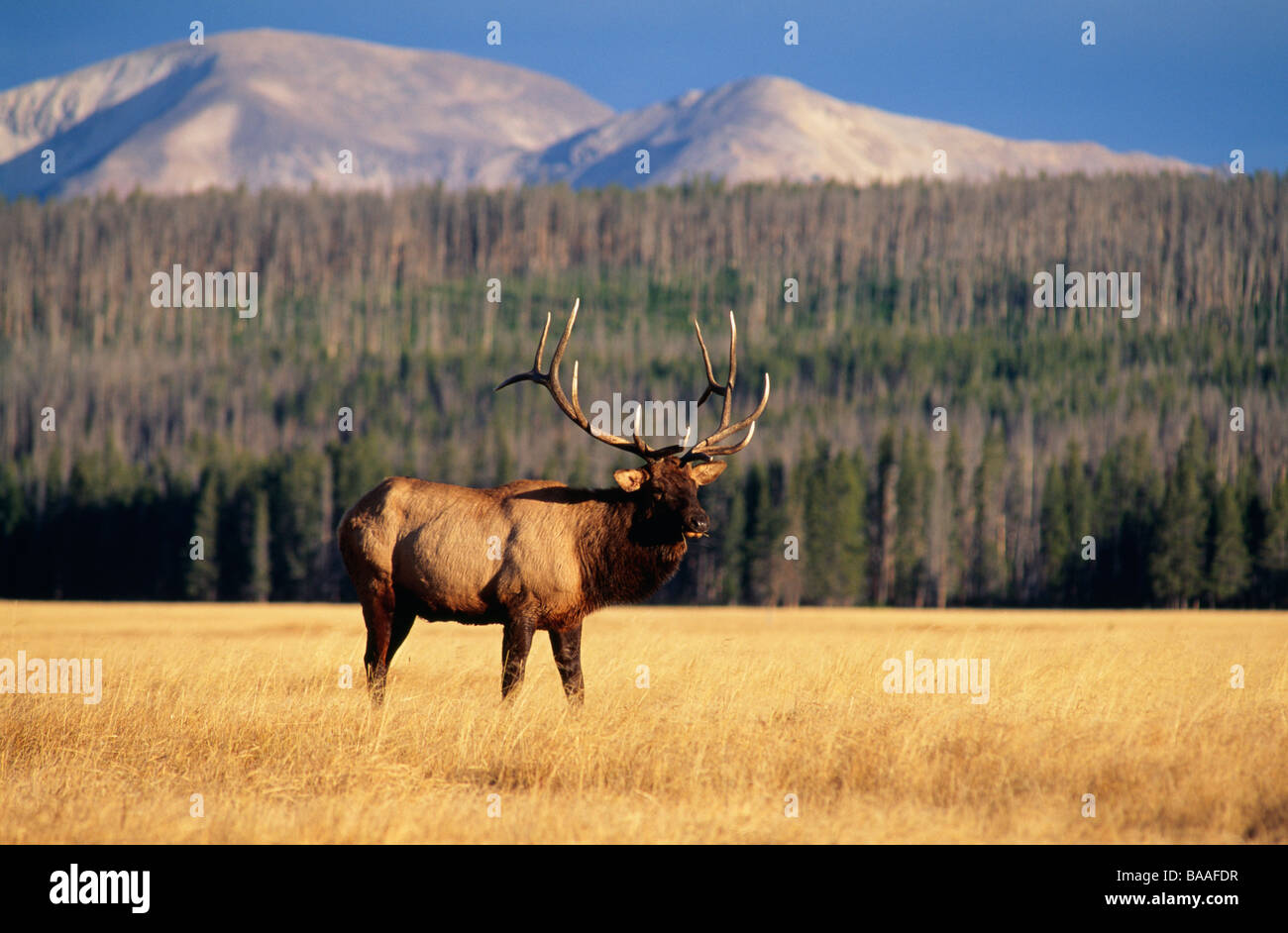 Elk on grassland Stock Photo - Alamy