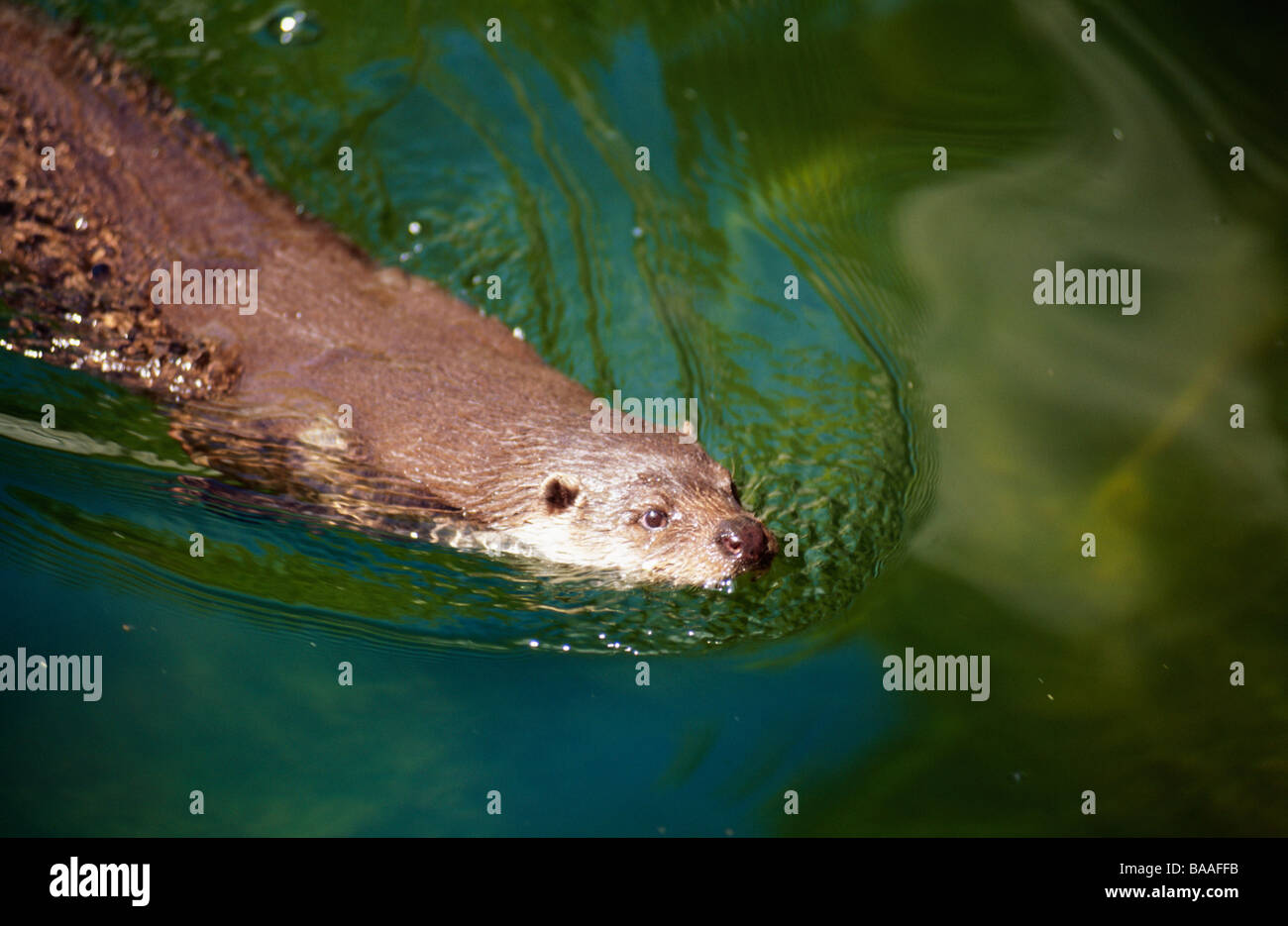 Otter in water elevated view Stock Photo - Alamy