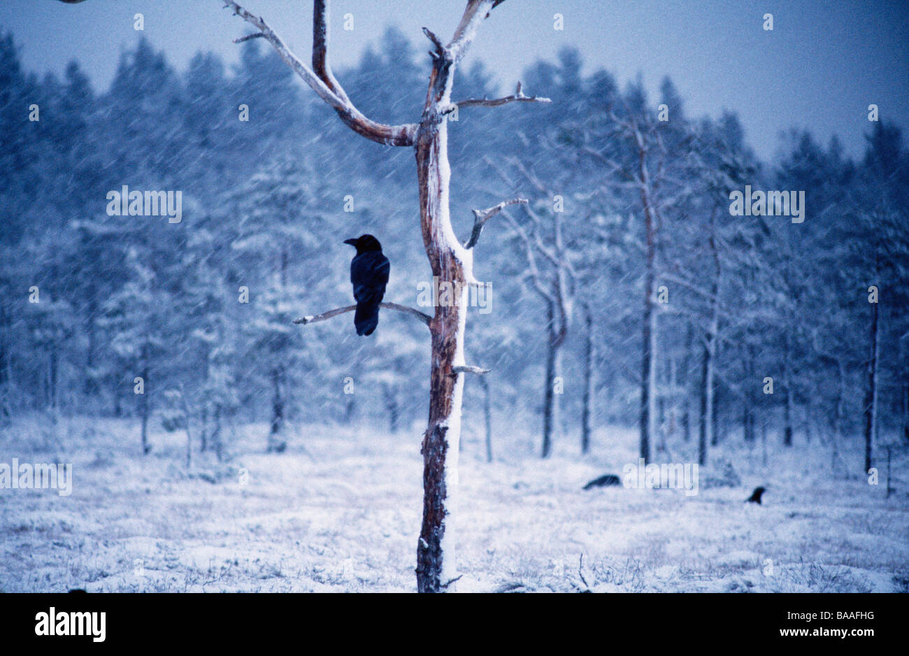 Crow perched on bare tree branch Stock Photo - Alamy