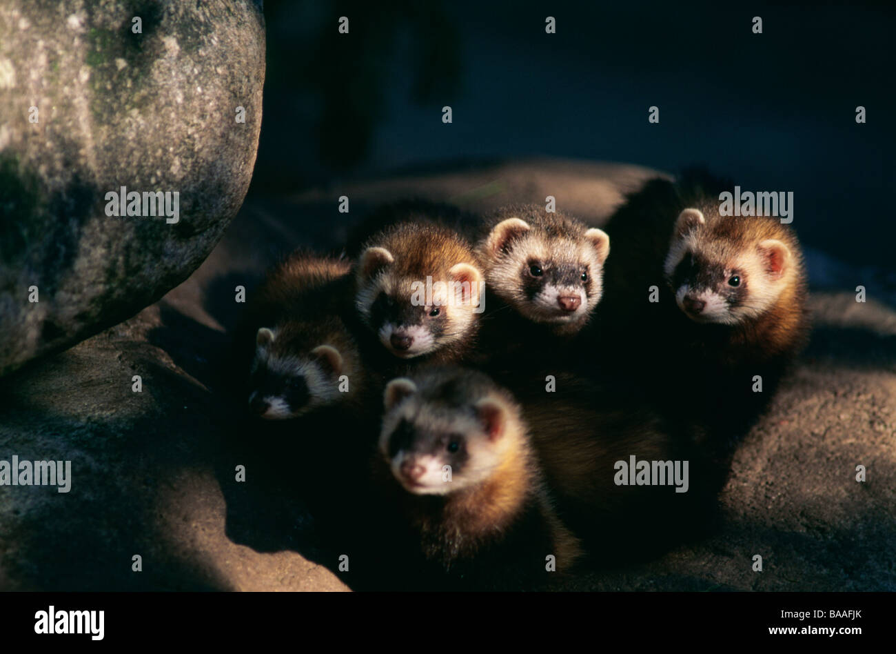 Young animals amid rocks close-up Stock Photo - Alamy
