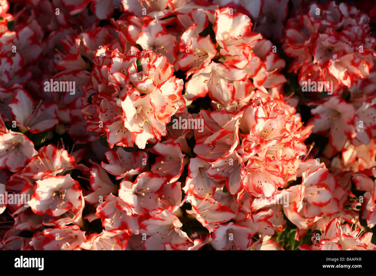Outside pink azaleas hi-res stock photography and images - Alamy