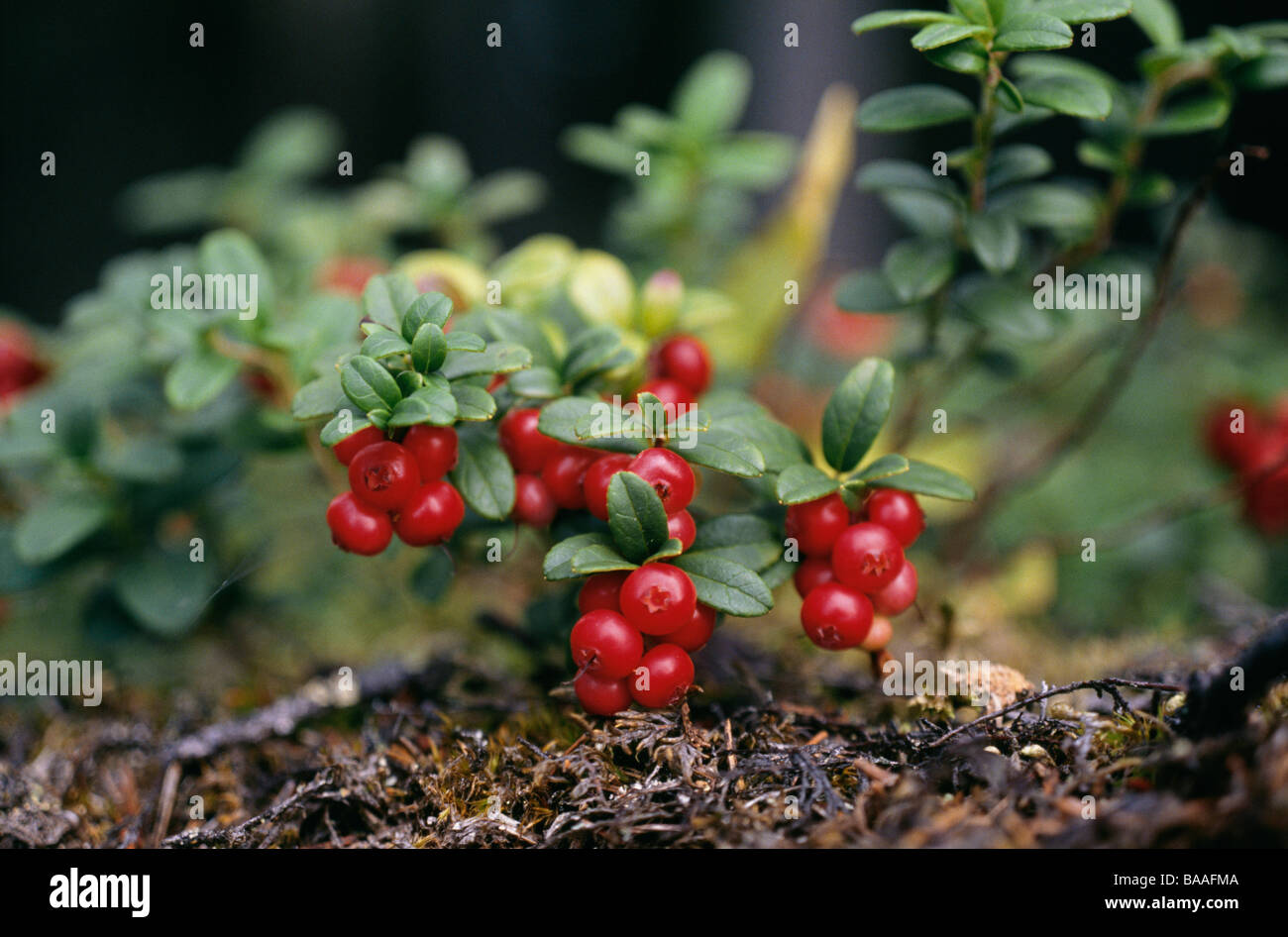 Berries in plants close-up Stock Photo - Alamy