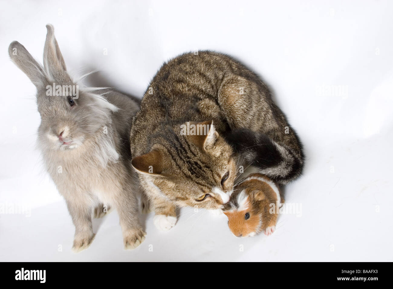 portrait three young pets grey lionhead cross rabbit tabby kitten and ...