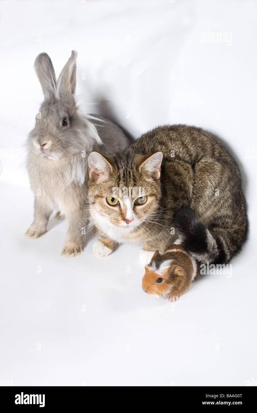 portrait three young pets grey lionhead cross rabbit tabby kitten and ...