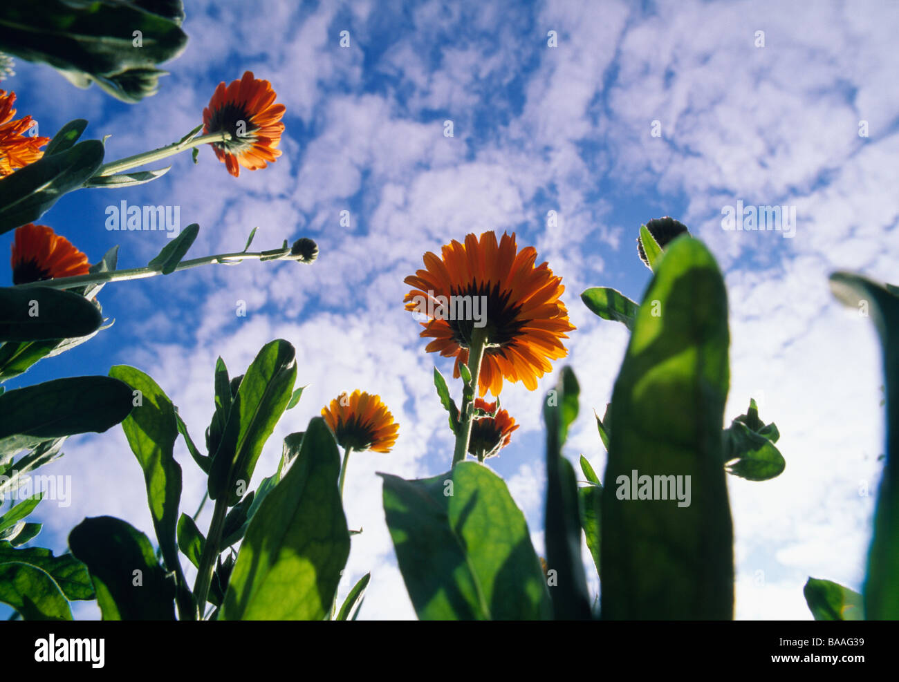 Low field of view hi-res stock photography and images - Alamy