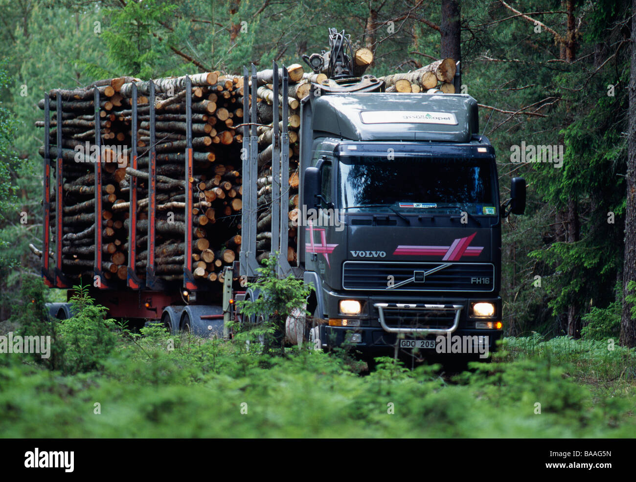 Truck carrying logs of wood in forest Stock Photo - Alamy
