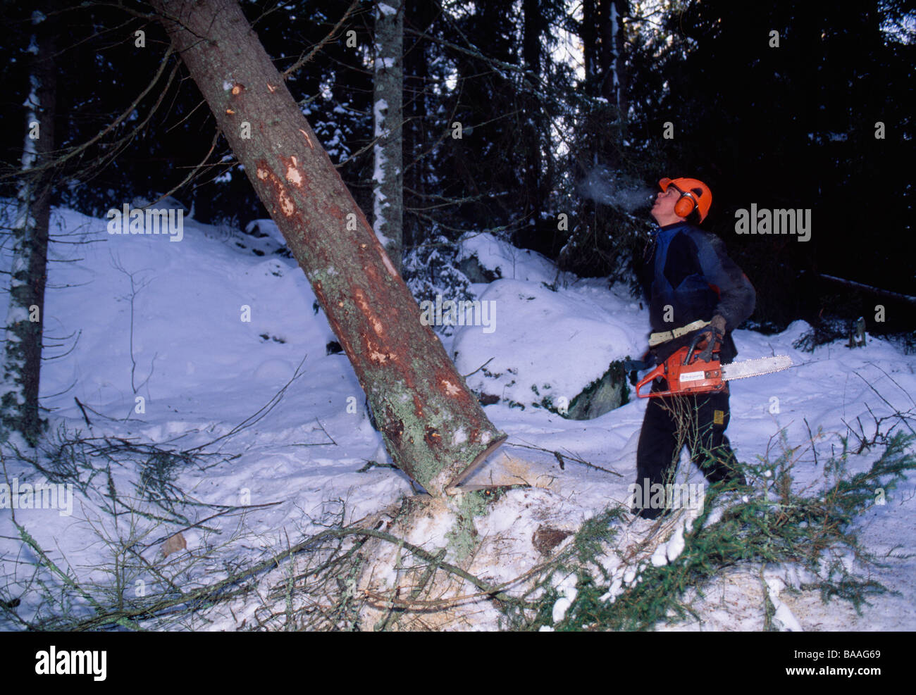 Man standing by uprooted tree trunk Stock Photo - Alamy