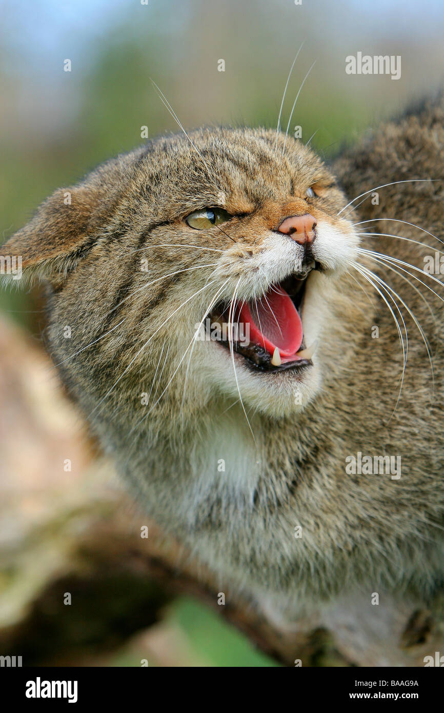 Scottish wildcat trees hi-res stock photography and images - Alamy