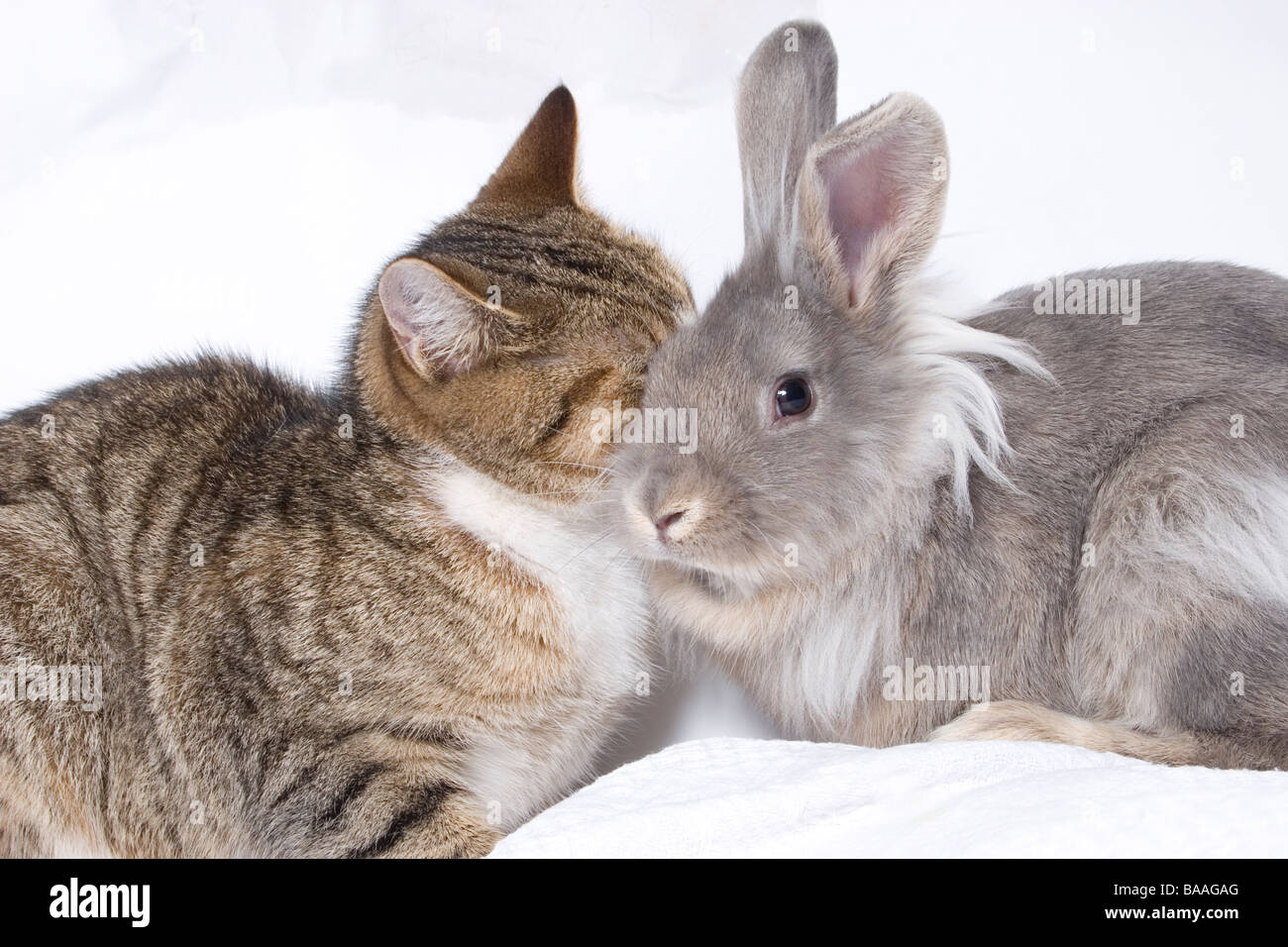 grey lionhead cross rabbit and tabby kitten together Stock Photo - Alamy