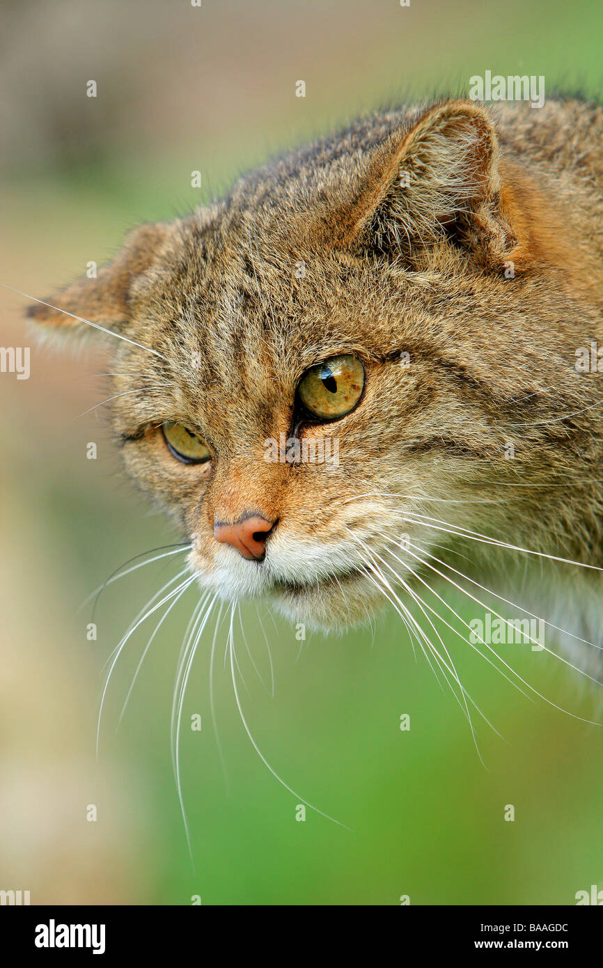 Scottish wild cat habitat hi-res stock photography and images - Alamy