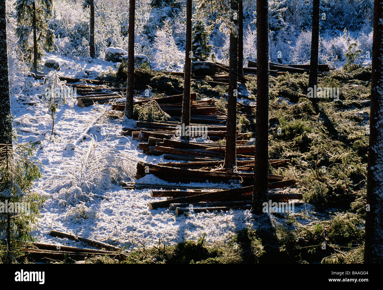 Logs of tree lying on snow elevated view Stock Photo - Alamy