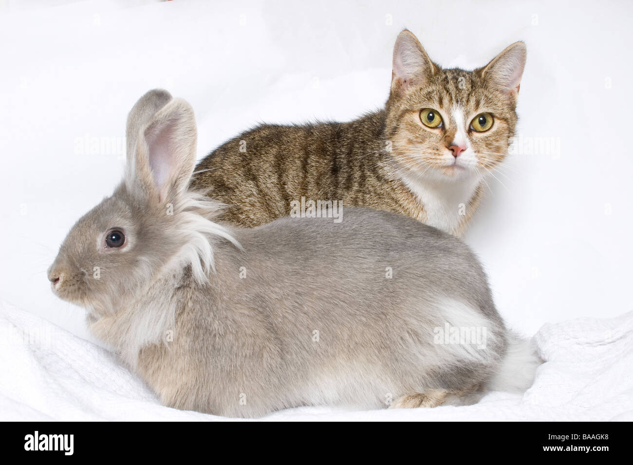 Wildlife And Pets Get Care High Resolution Stock Photography and Images ...