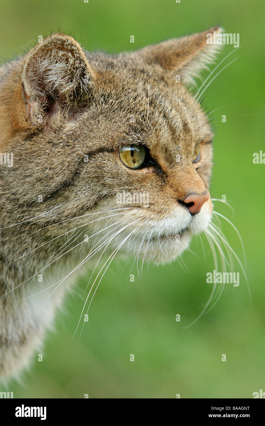 Wildcat scotland tree hi-res stock photography and images - Alamy