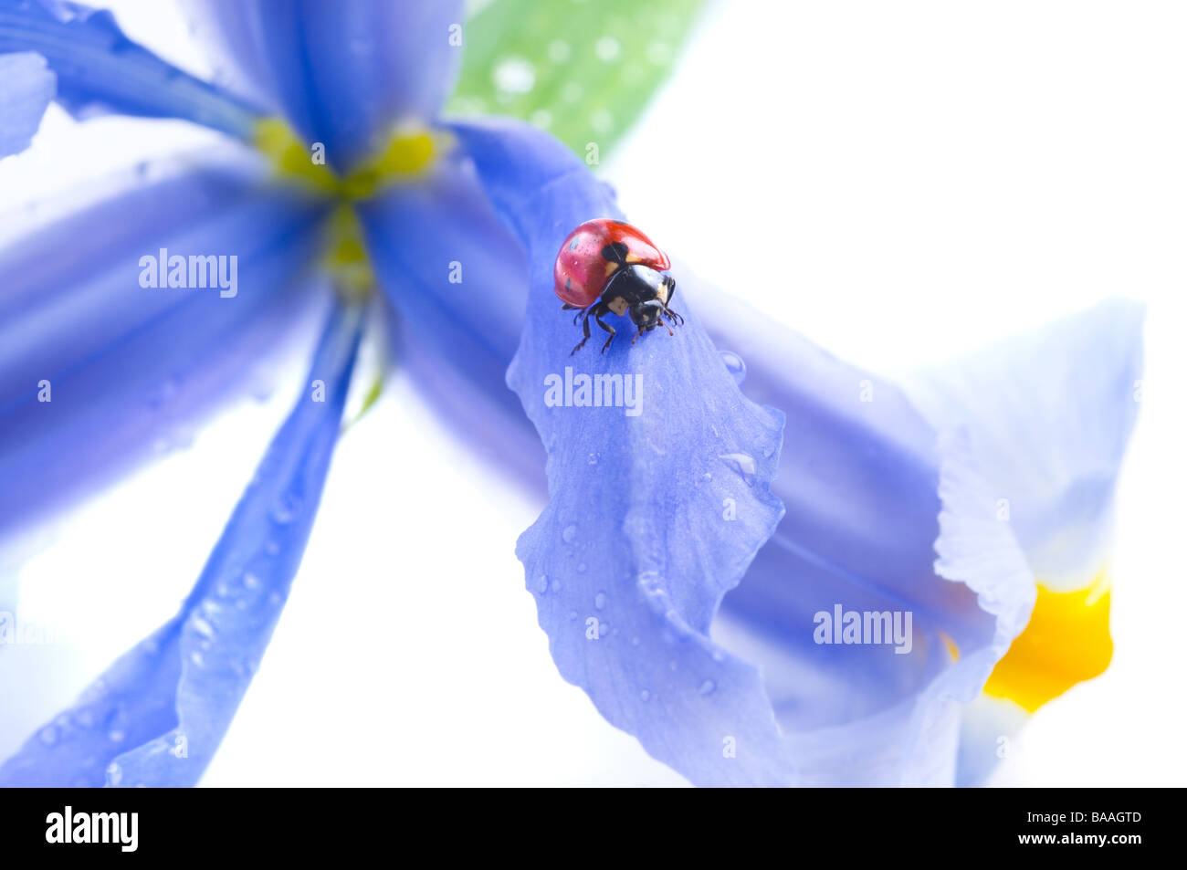 small red Ladybird on flower Stock Photo - Alamy