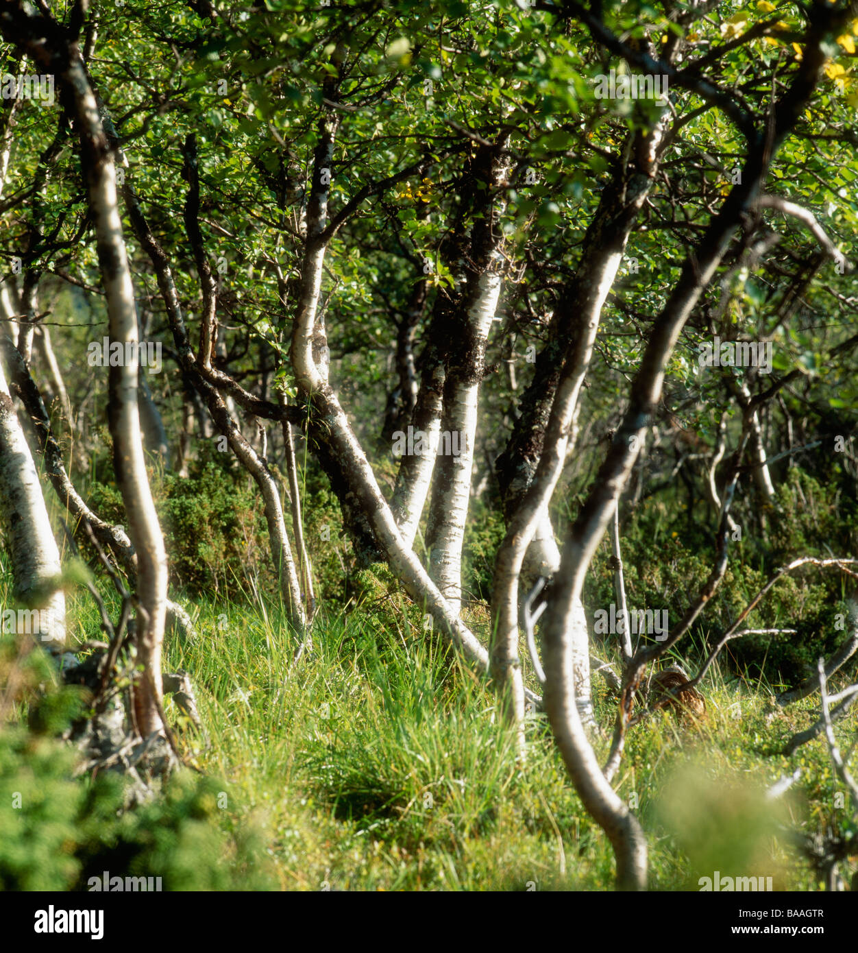 Trees in forest Stock Photo - Alamy