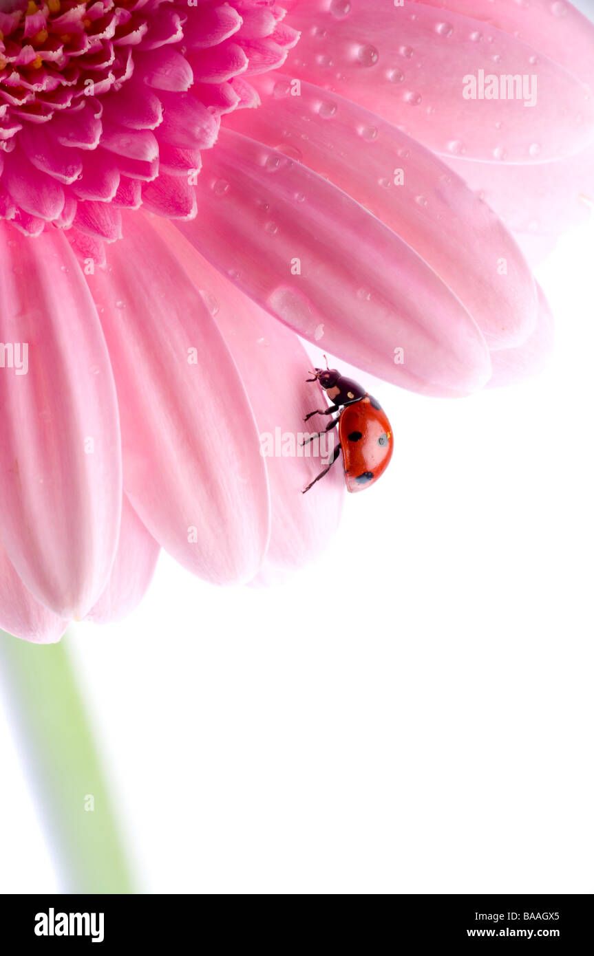 small red Ladybird on flower Stock Photo - Alamy
