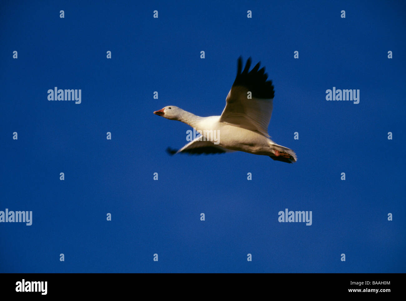 Blurr flying bird hi-res stock photography and images - Alamy