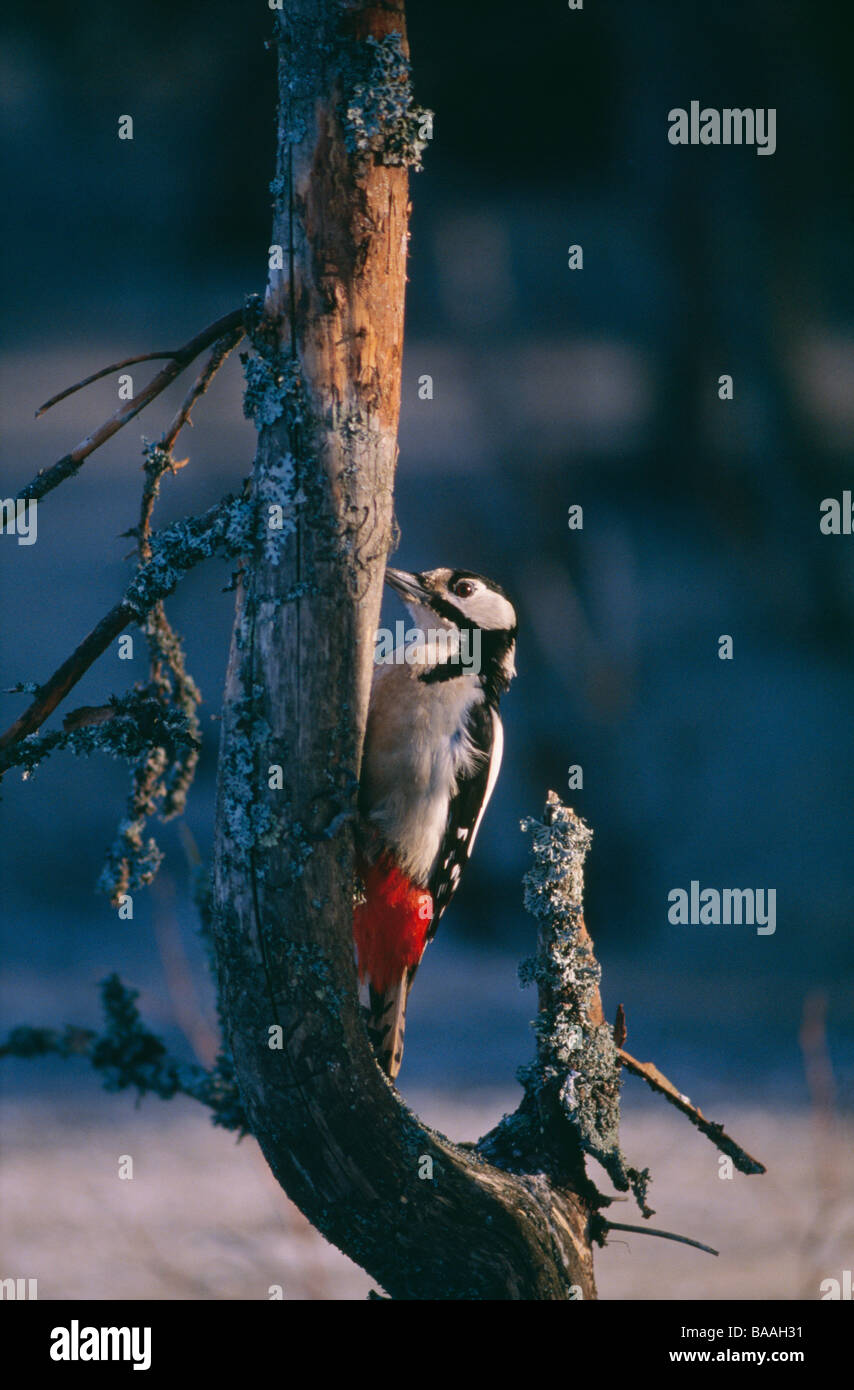 Great spotted woodpecker close up image hi-res stock photography and ...