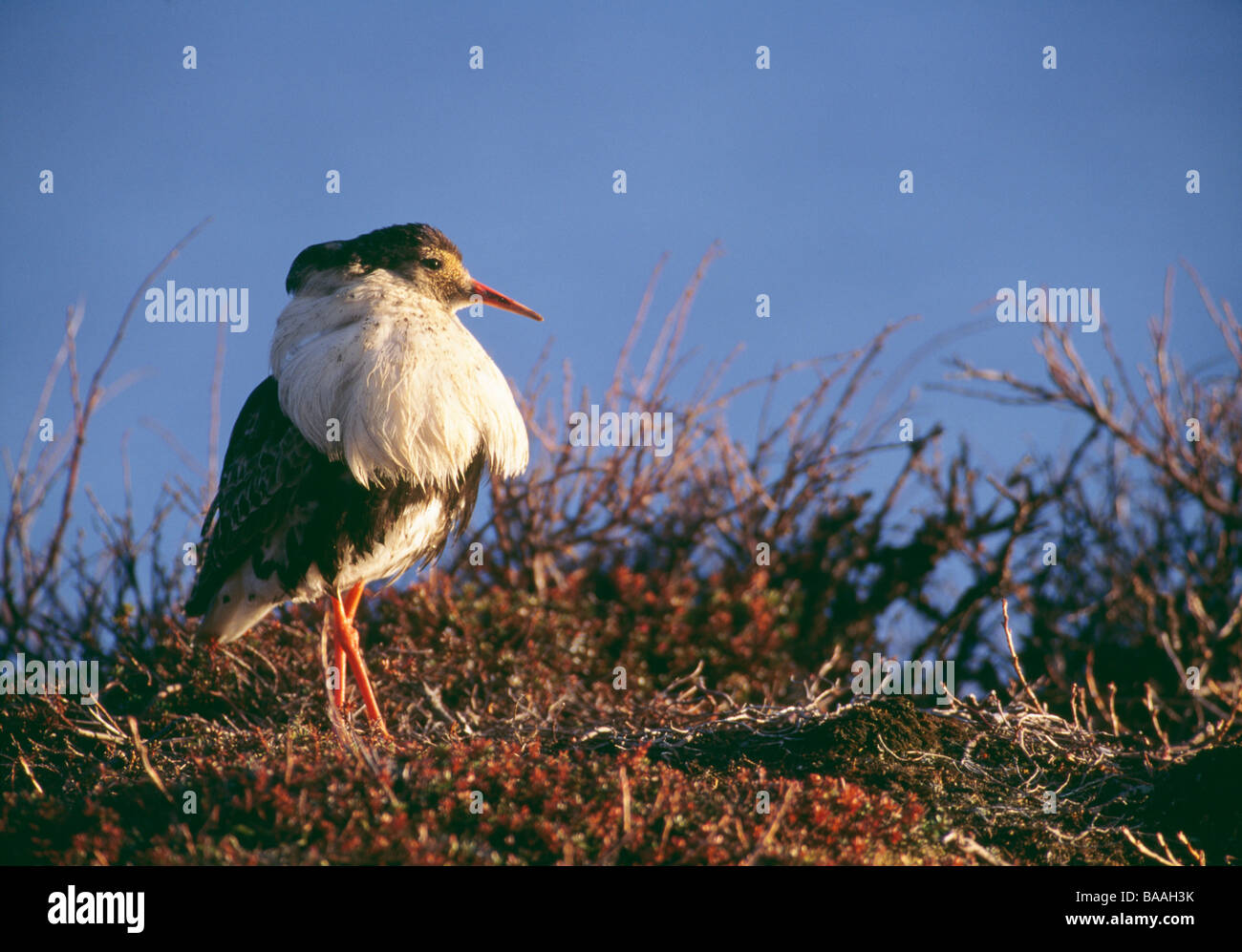 Ground side hi-res stock photography and images - Alamy