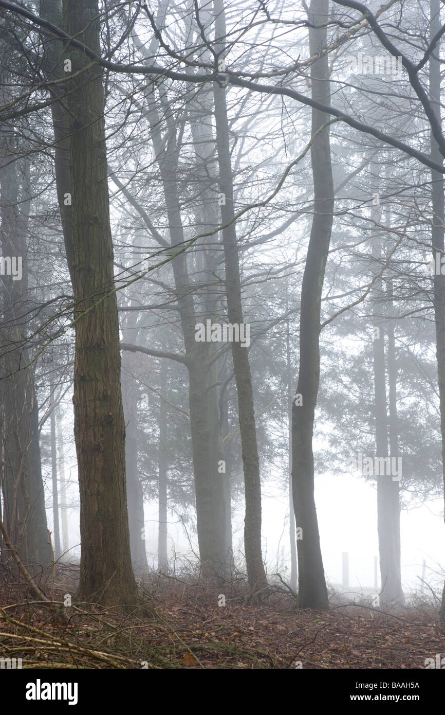 Woodland in fog Stock Photo - Alamy