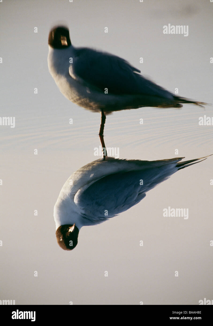 Bird reflection in water hi-res stock photography and images - Alamy