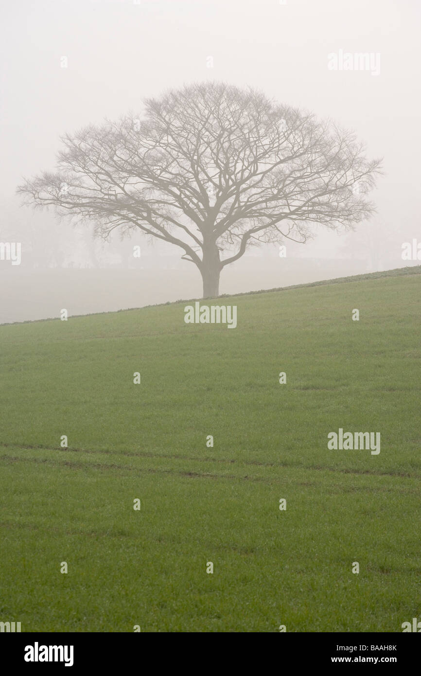 Oak tree in mist in winter Stock Photo - Alamy