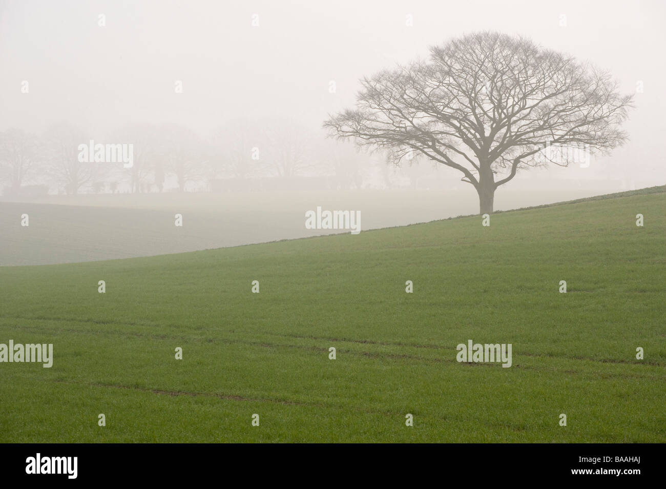 Oak tree in mist in winter Stock Photo - Alamy