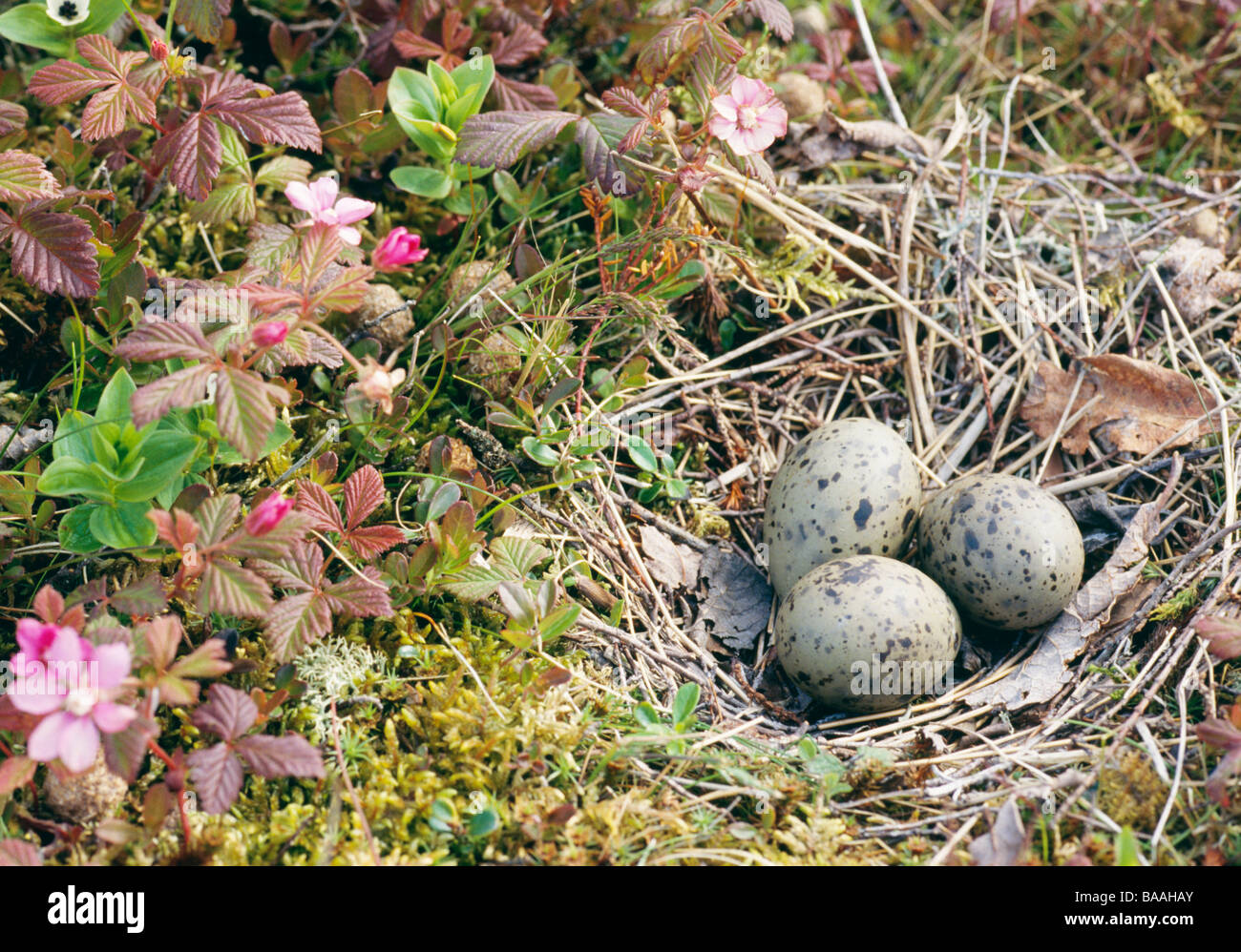 Eggs in nest Stock Photo - Alamy