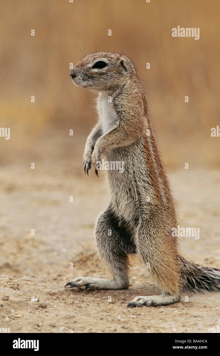 Ground Squirrel close-up Stock Photo - Alamy