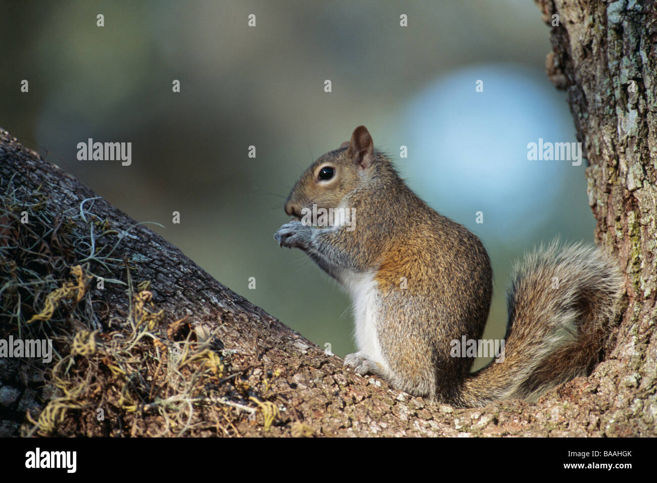 Squirrels on a log hi-res stock photography and images - Alamy