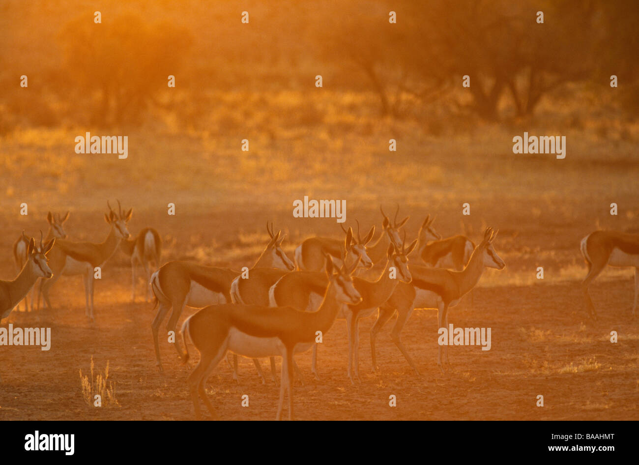Horde of deer hi-res stock photography and images - Alamy