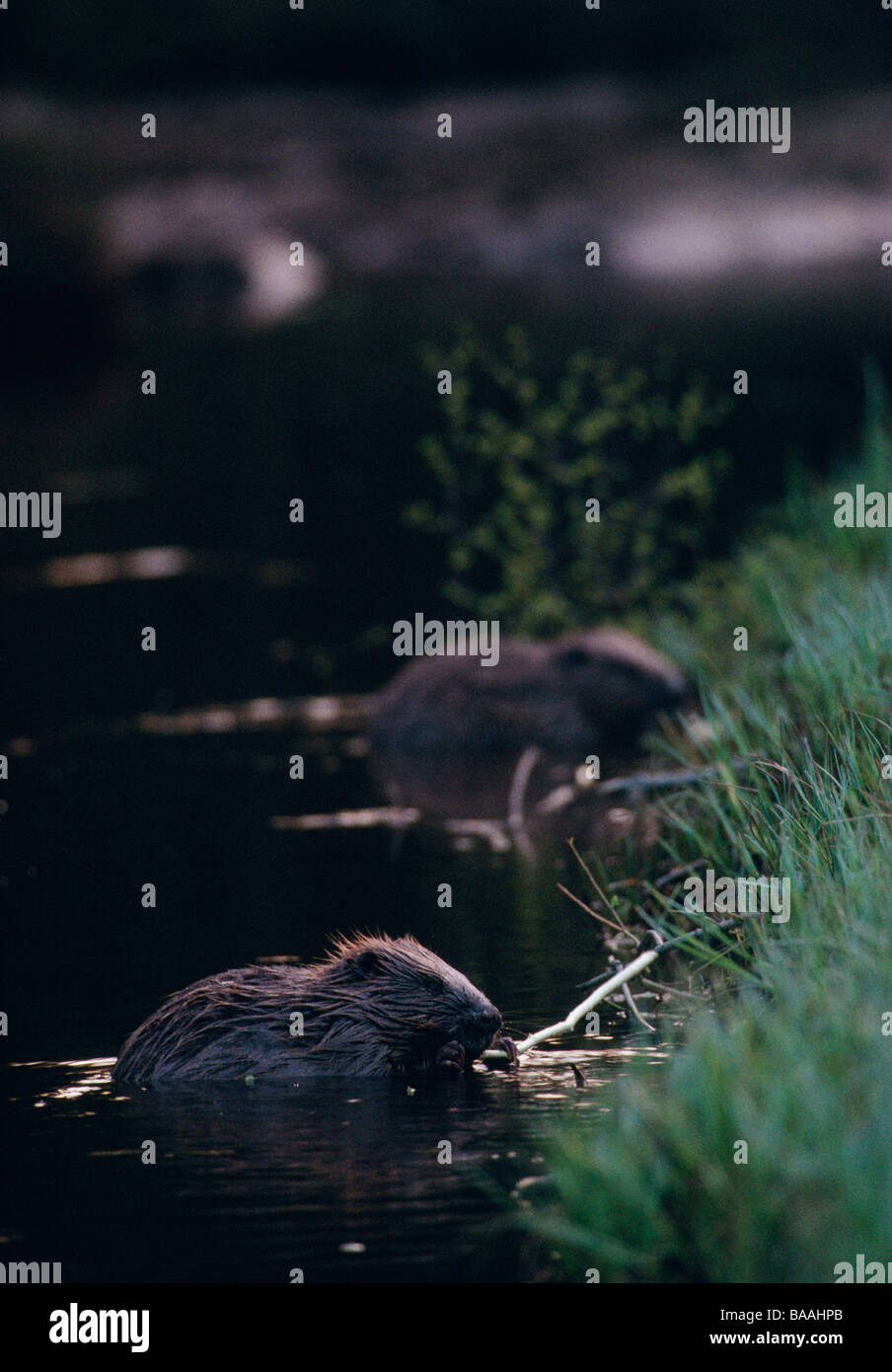 Beavers in water Stock Photo - Alamy