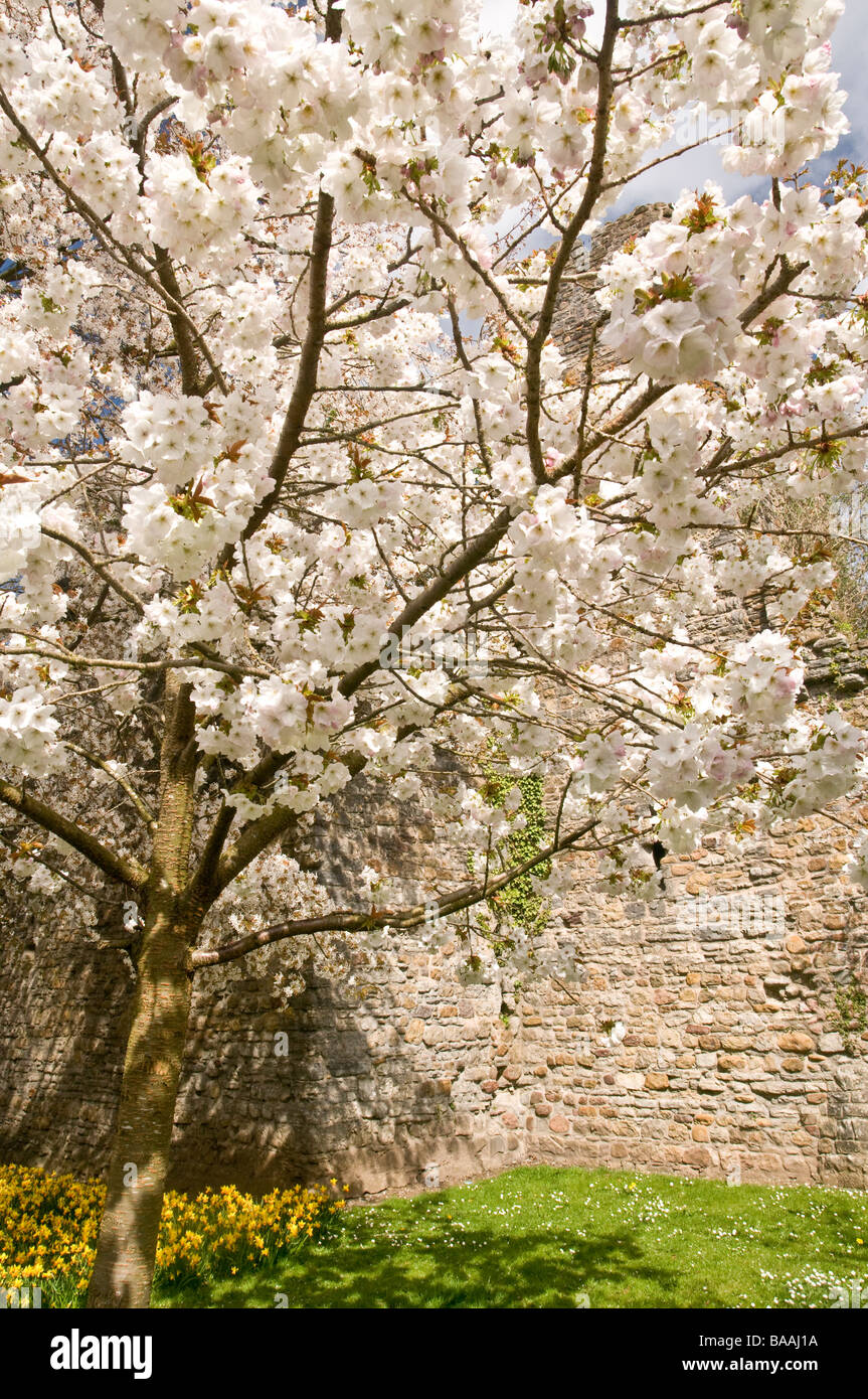 Cherry blossom on a sunny day in spring hi-res stock photography and ...