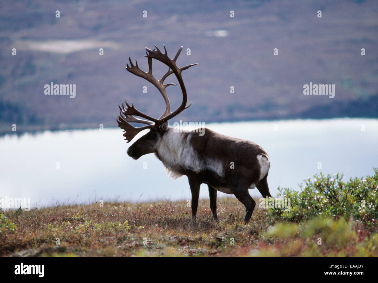 Caribou lakes hi-res stock photography and images - Alamy